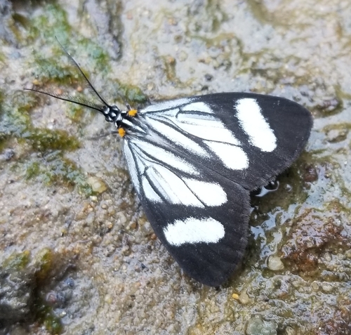 Euchontha frigida · iNaturalist United Kingdom