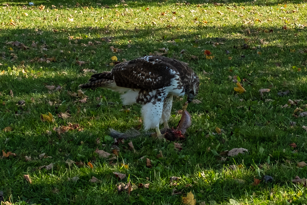 Red-tailed Hawk from West Allis, WI, USA on October 15, 2020 at 03:16 ...