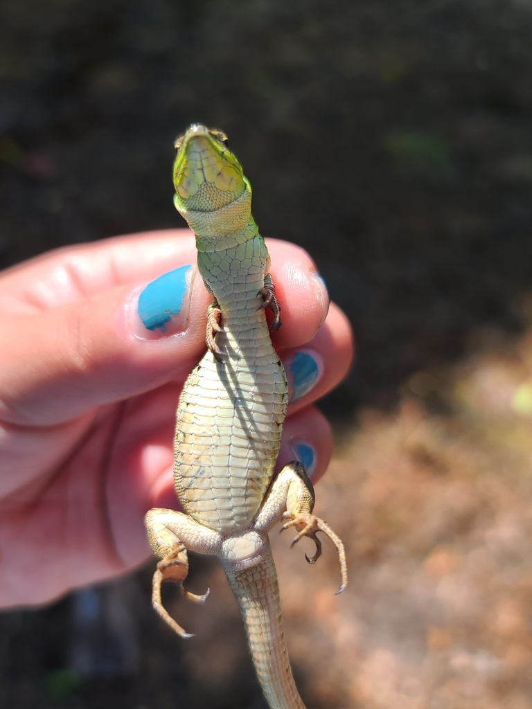 Northern Italian Wall Lizard from Mt Laurel Township, NJ 08054, USA on ...