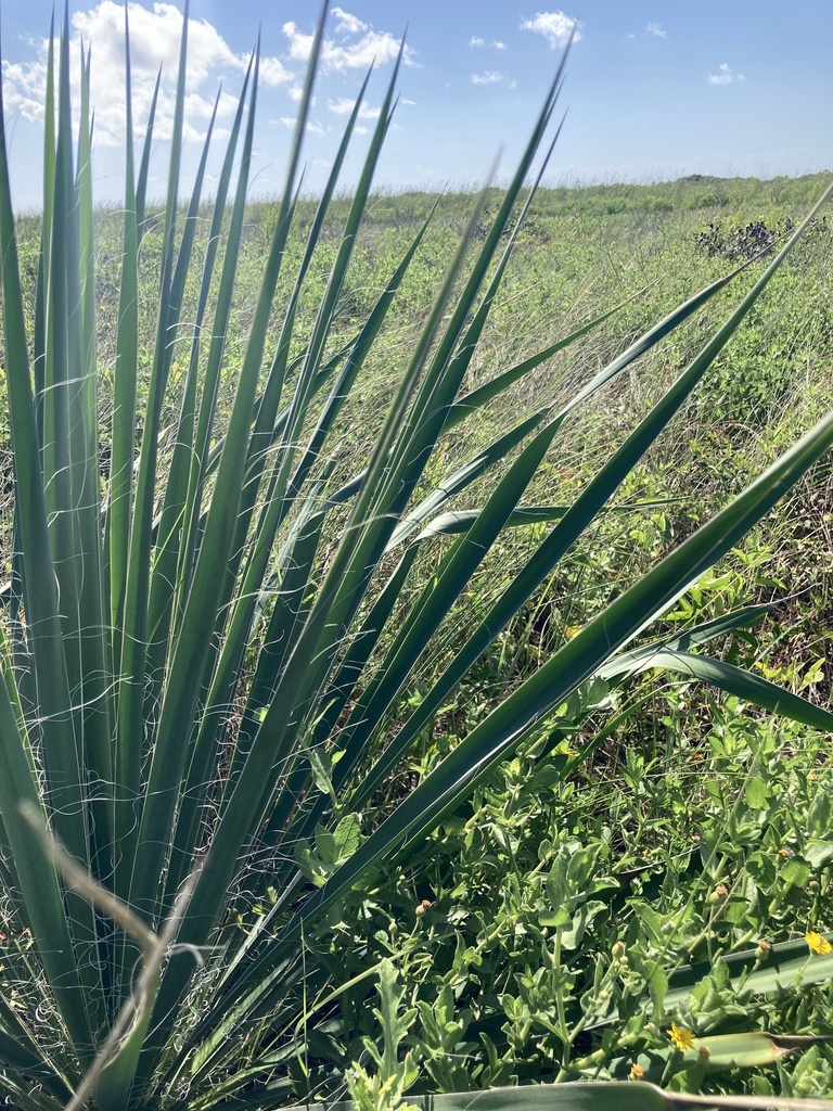 Gulf Coast Yucca from Bolivar Peninsula, Port Bolivar, TX, US on July ...
