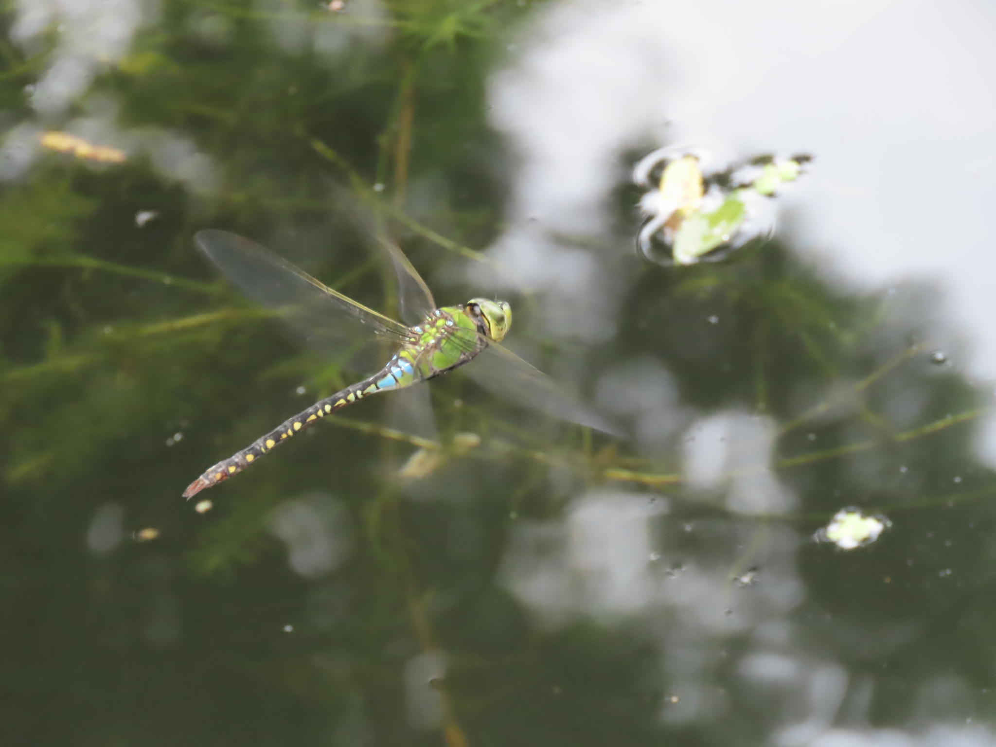 Anax panybeus Hagen, 1867