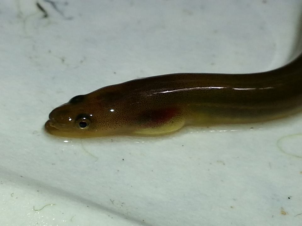 American eel (A Guide to Freshwater Fish and Shrimp of the U.S Virgin ...