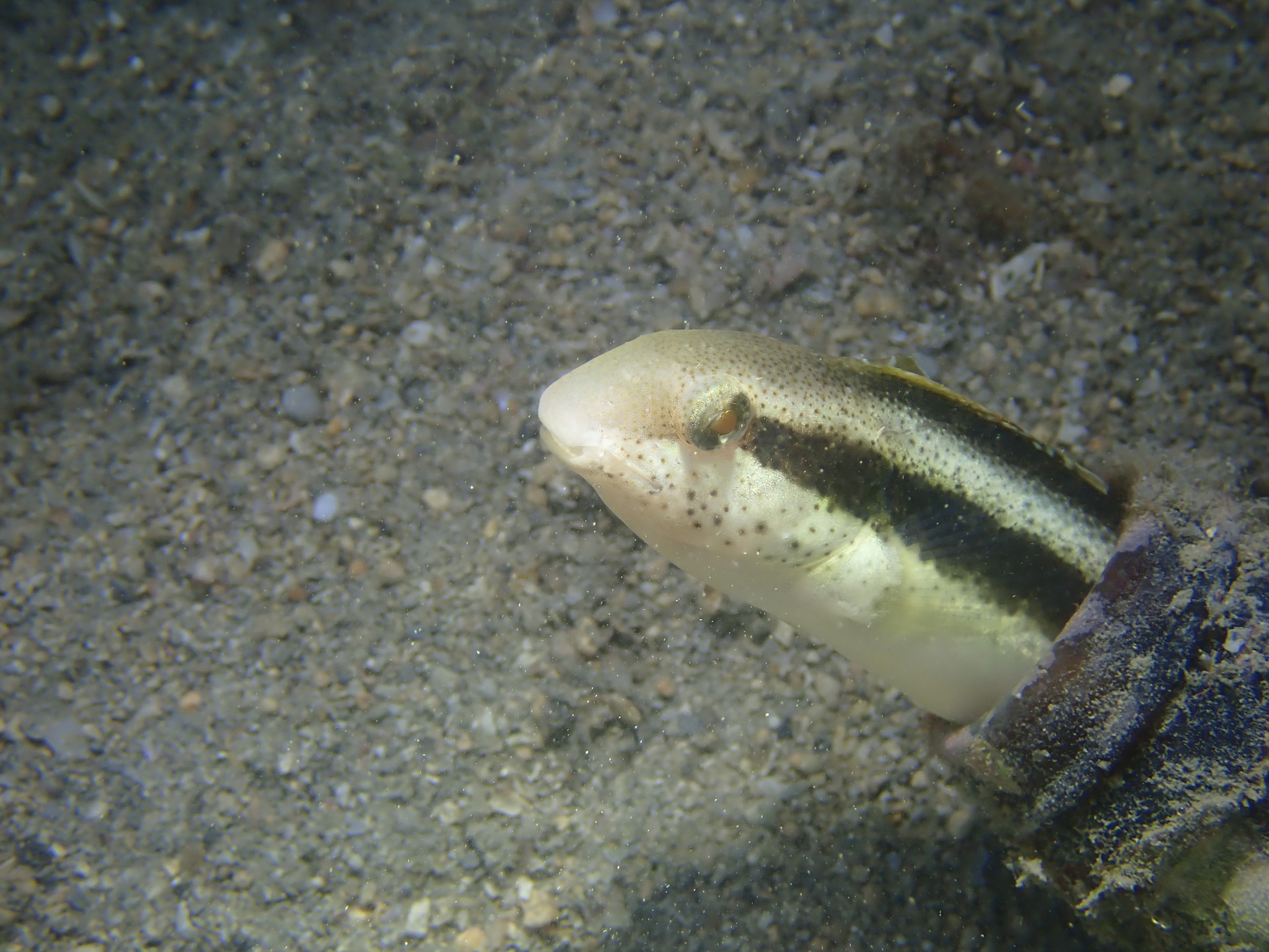 Petroscirtes breviceps (Valenciennes, 1836)