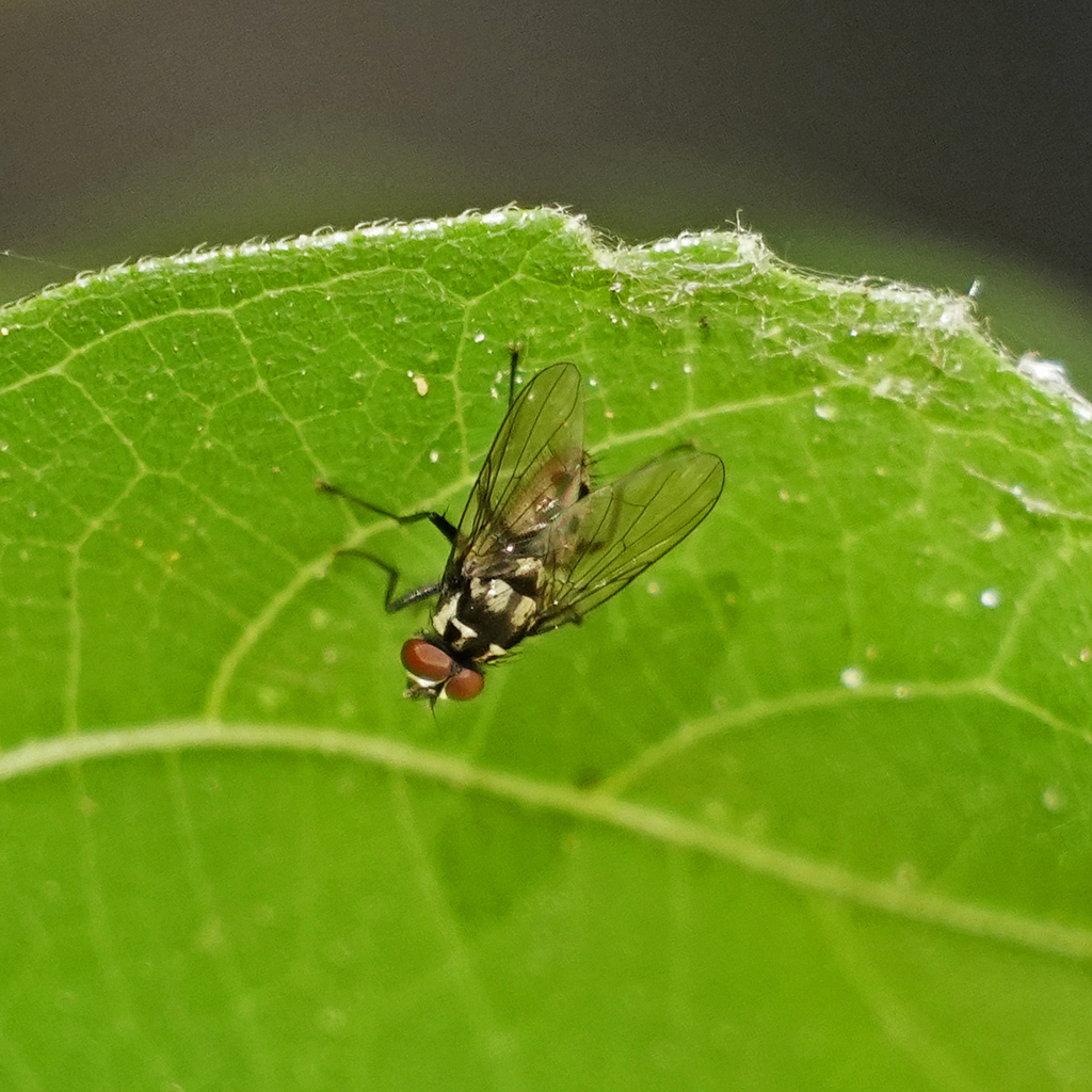Limnophora from Lake Forest, CA, USA on July 18, 2022 at 12:05 PM by ...