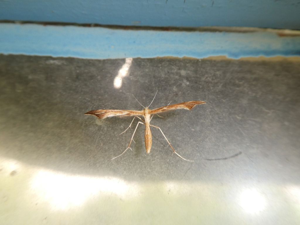 Yarrow Plume Moth from Североуральск, Свердловская обл., Россия, 624480 ...