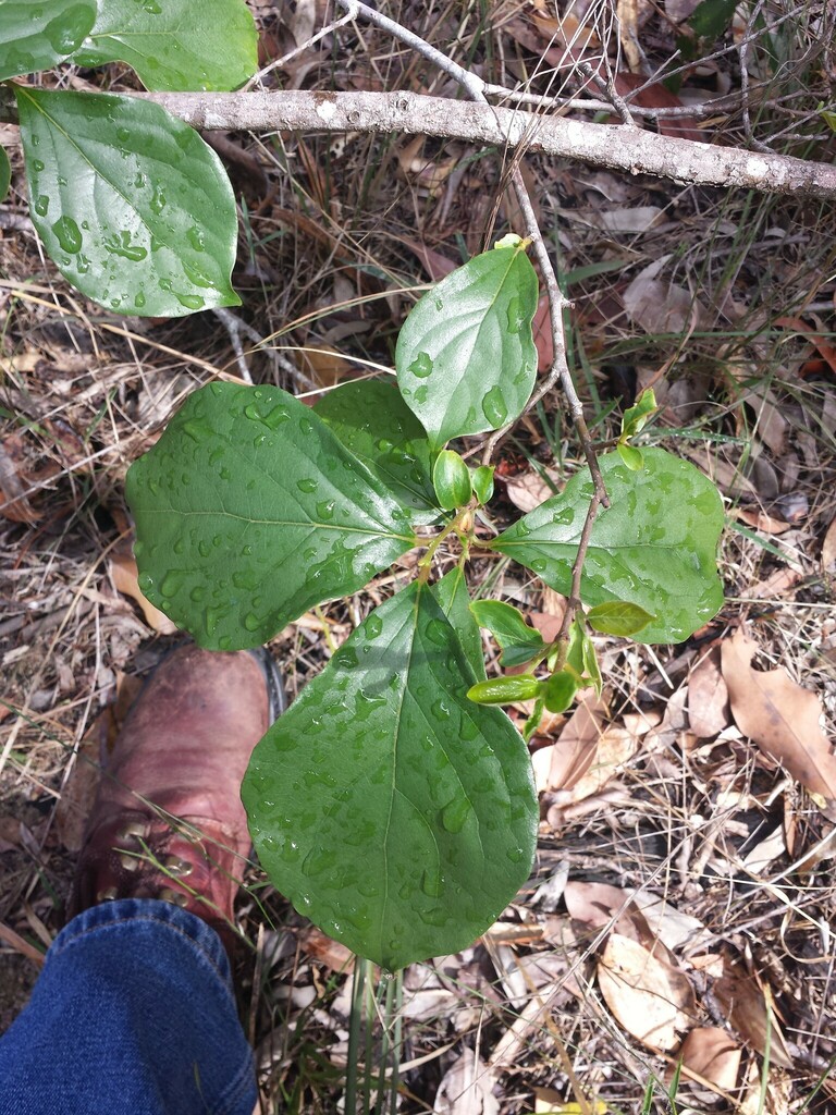 Turraea pubescens in October 2015 by PeterCopping · iNaturalist