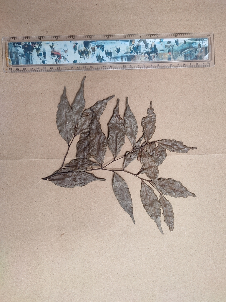 (Orophea thomsonii) - Botanical Realm