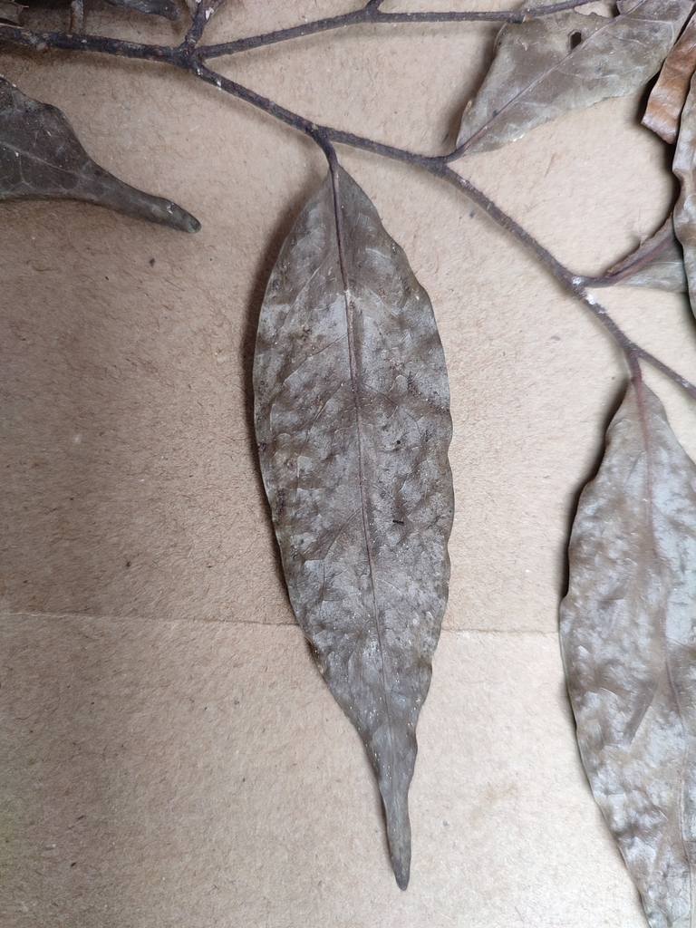 (Orophea thomsonii) - Botanical Realm