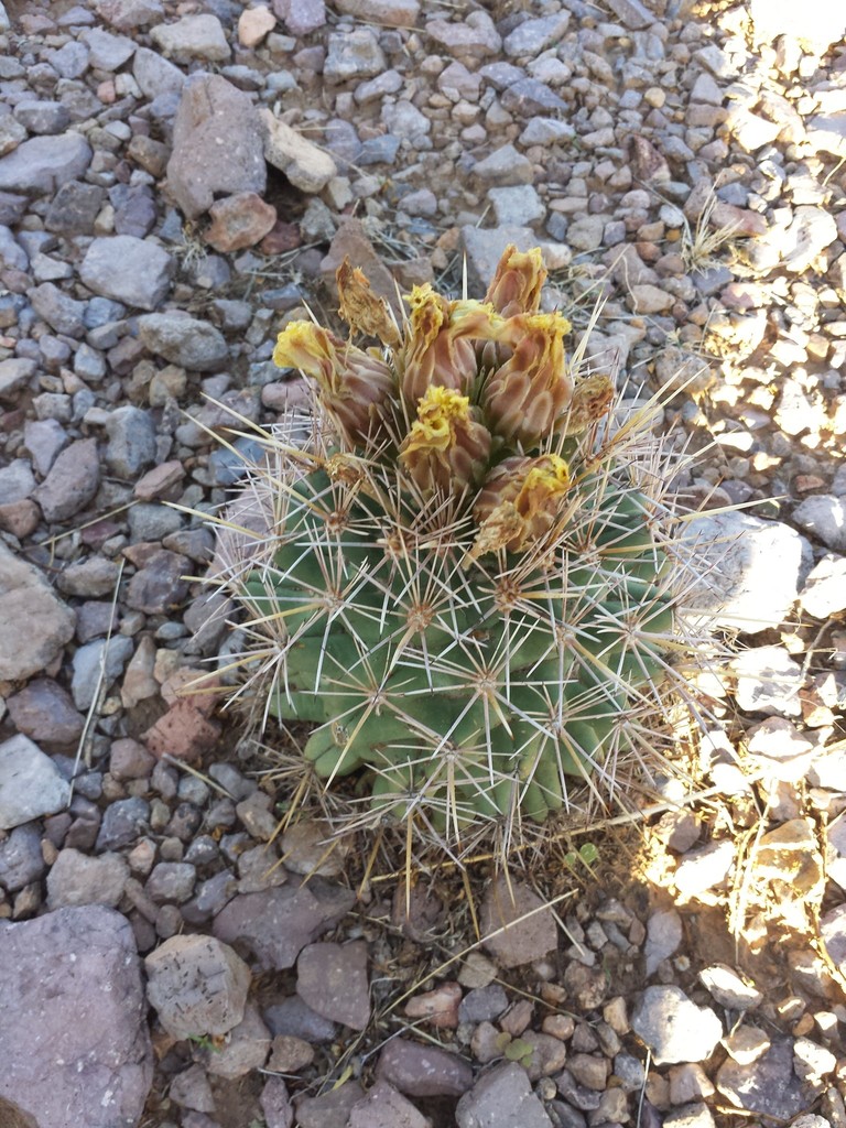 Stout Needle Mulee in July 2018 by Chloe Gemoets · iNaturalist