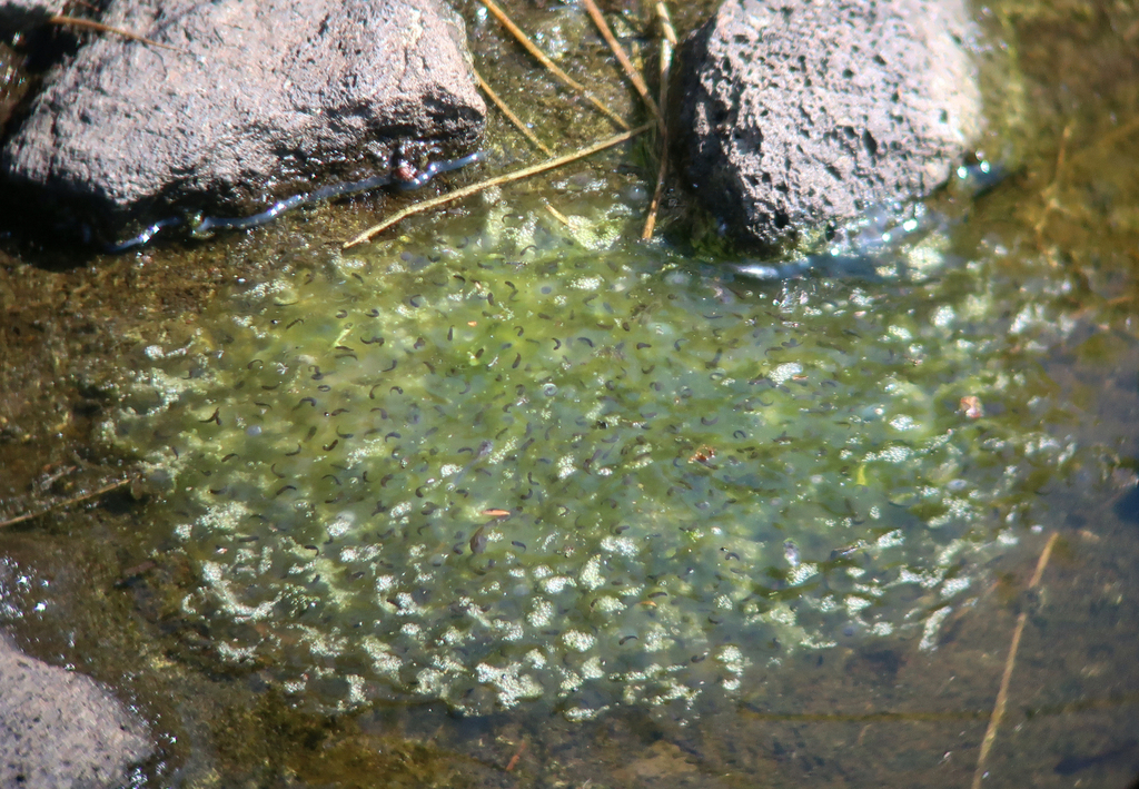 Ueno's Brown Frog from Hawon-dong, Seogwipo-si, Jeju-do, South Korea on ...