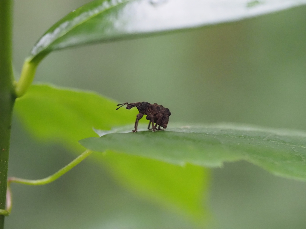 True Weevils from Mount Glorious, QLD 4520, Australia on May 02, 2022 ...