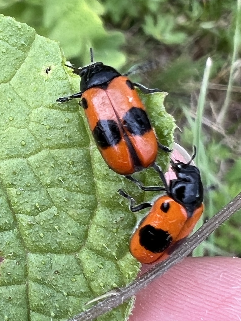 Clytra laeviuscula from Valea Strimba, Suseni, Harghita, RO on July 19 ...