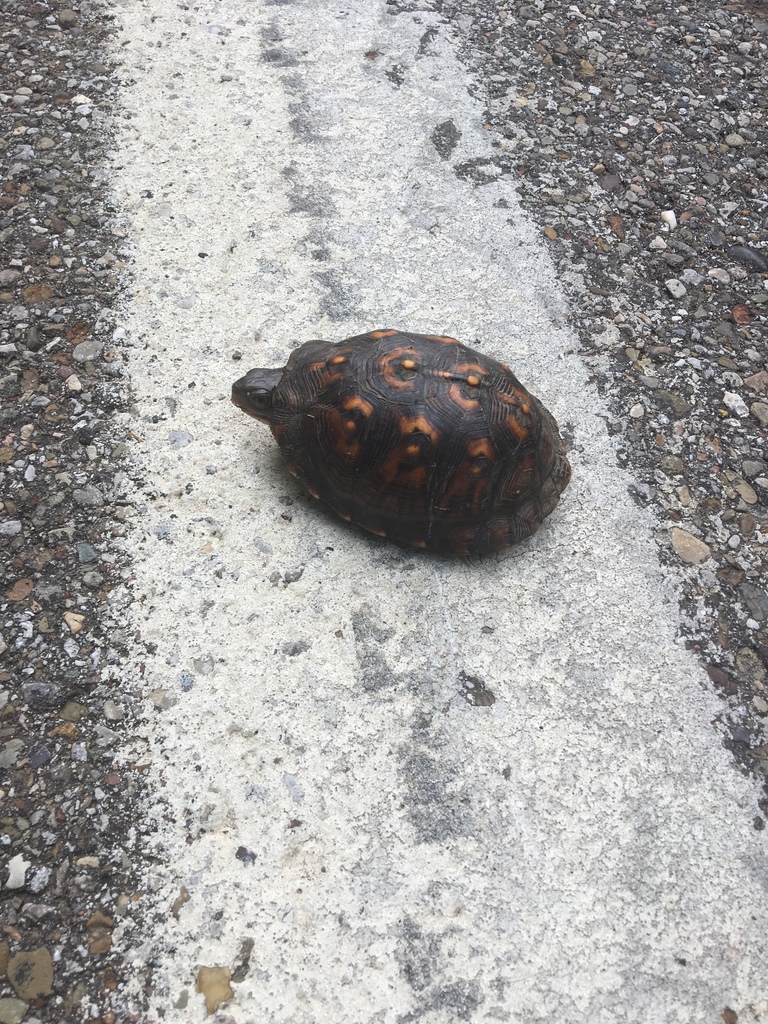 Eastern Box Turtle in July 2018 by Joe Brehm · iNaturalist