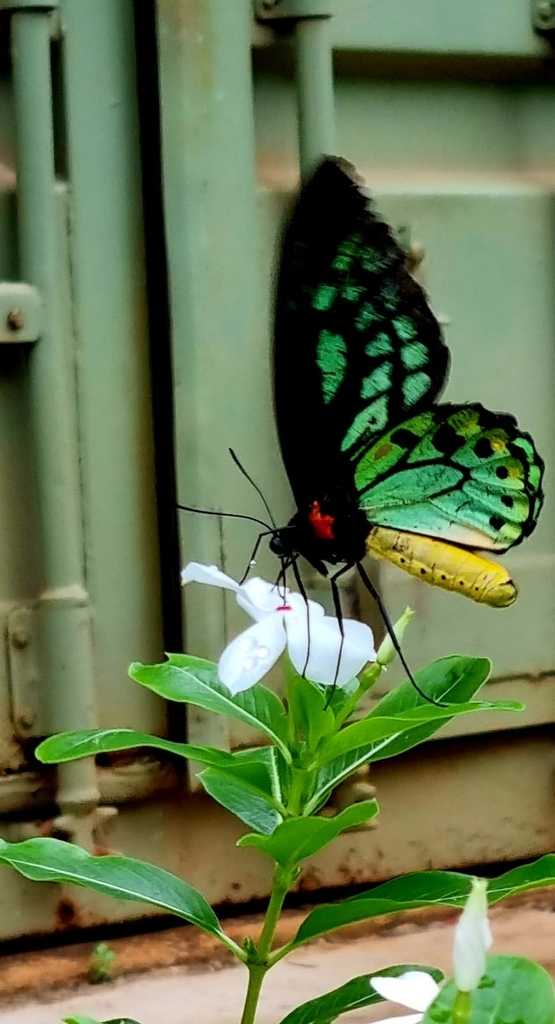 Common Green Birdwing from Lockhart QLD 4892, Australia on July 05 ...