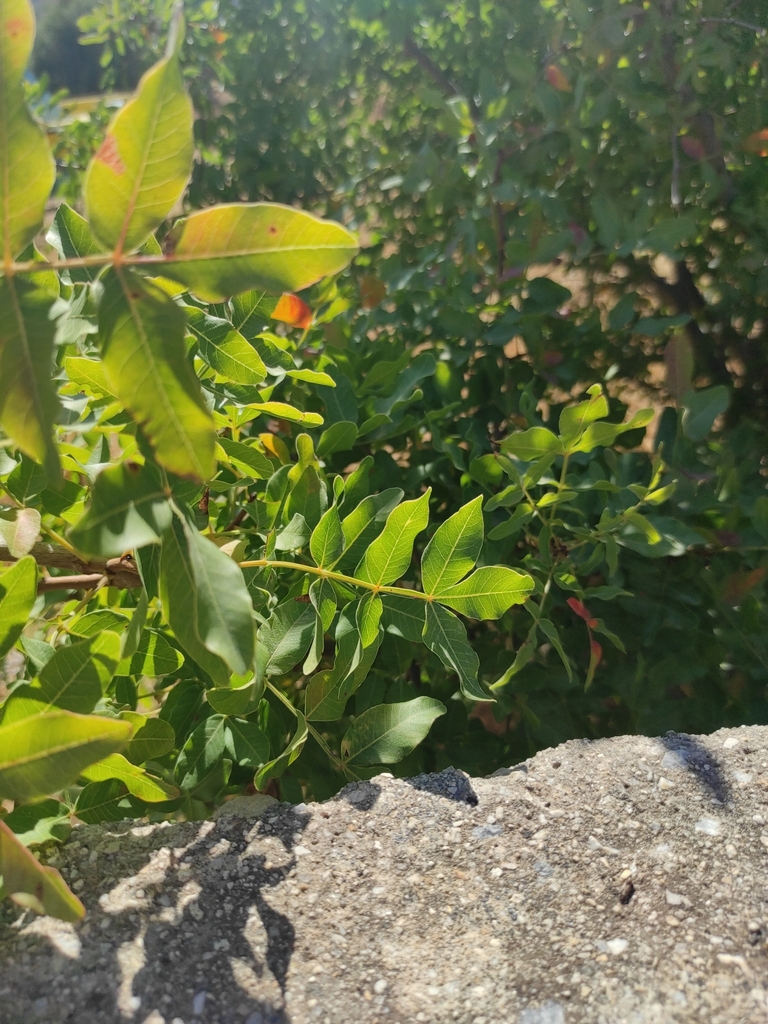 Mount Atlas mastic tree from Rodos on July 20, 2022 at 10:11 AM by Sol ...