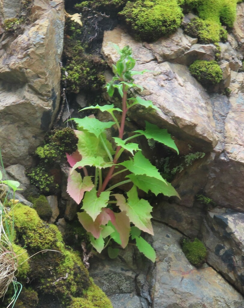 western rattlesnake root from Mount Waddington, BC, Canada on July 17 ...