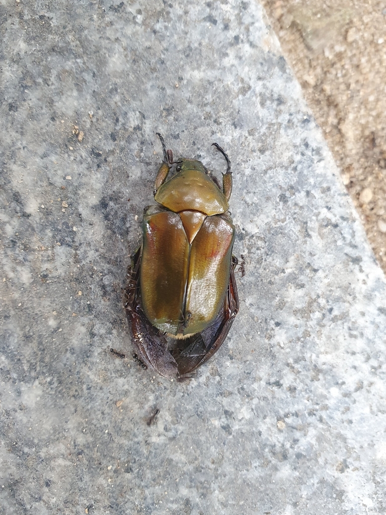 Japanese Drone Beetle from 대한민국 경기도 고양시 일산동구 강석로 돌공원 on July 20, 2022 ...