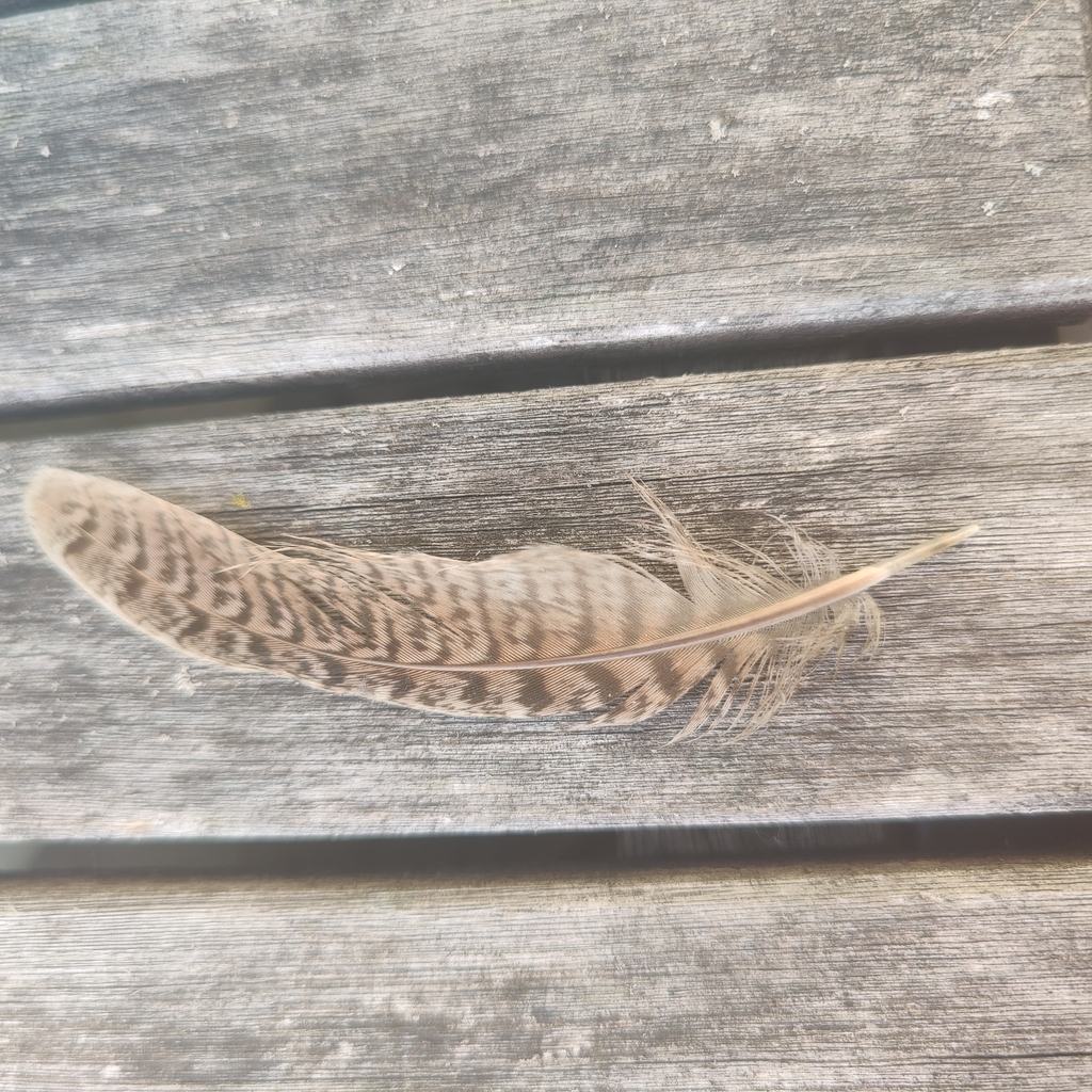 Ring-necked Pheasant from 8212 BG Lelystad, Nederland on July 19, 2022 ...