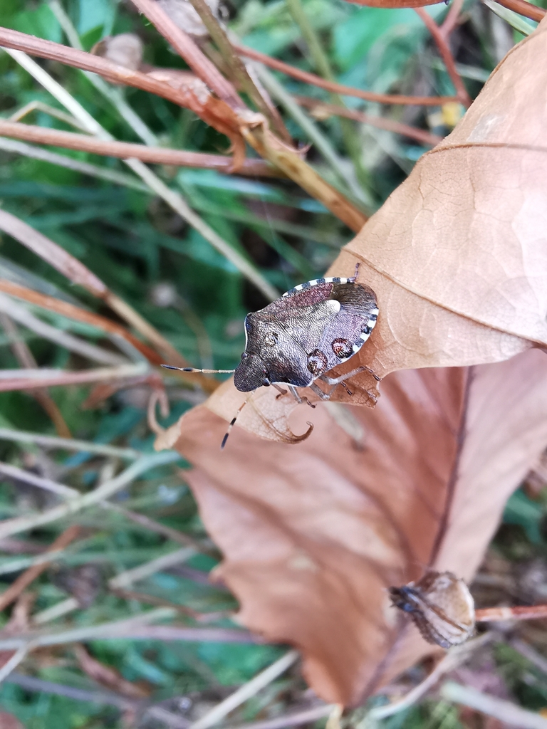 Peribalus strictus vernalis from 50240 Saint-Laurent-de-Terregatte ...