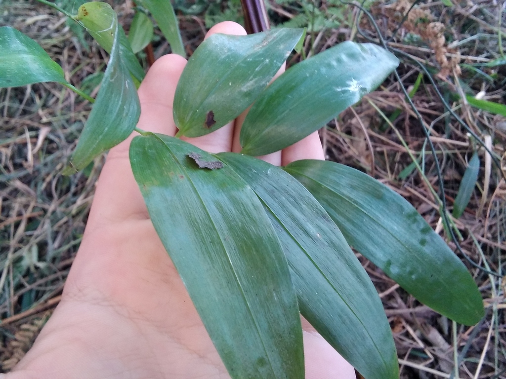 Climbing Lily from Valla NSW 2448, Australia on July 17, 2022 at 04:33 ...