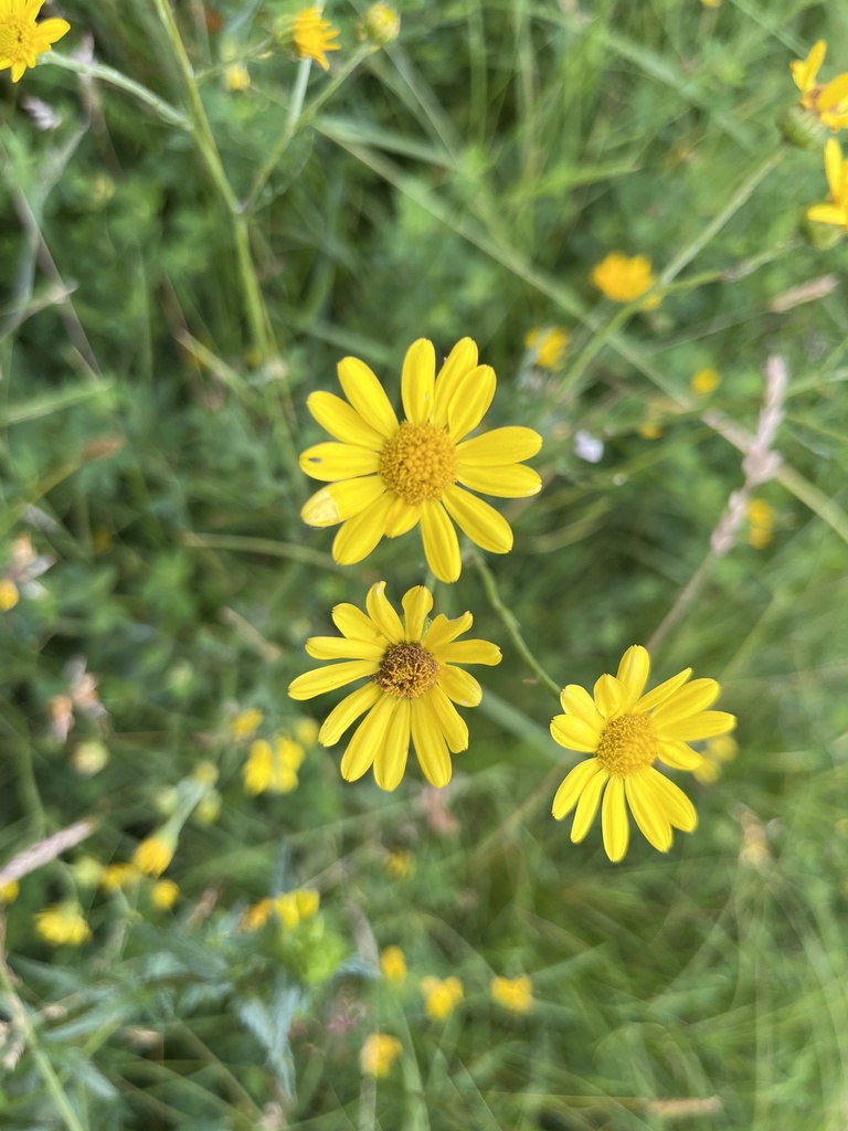 Common Ragwort × Marsh Ragwort (Jacobaea × ostenfeldii) - Botanical Realm