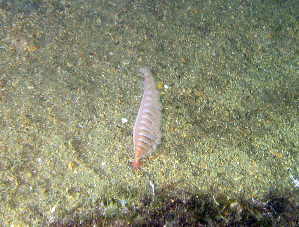 Pennatula rubra from Relitto della Timpa, Acireale CT, Italia on July ...