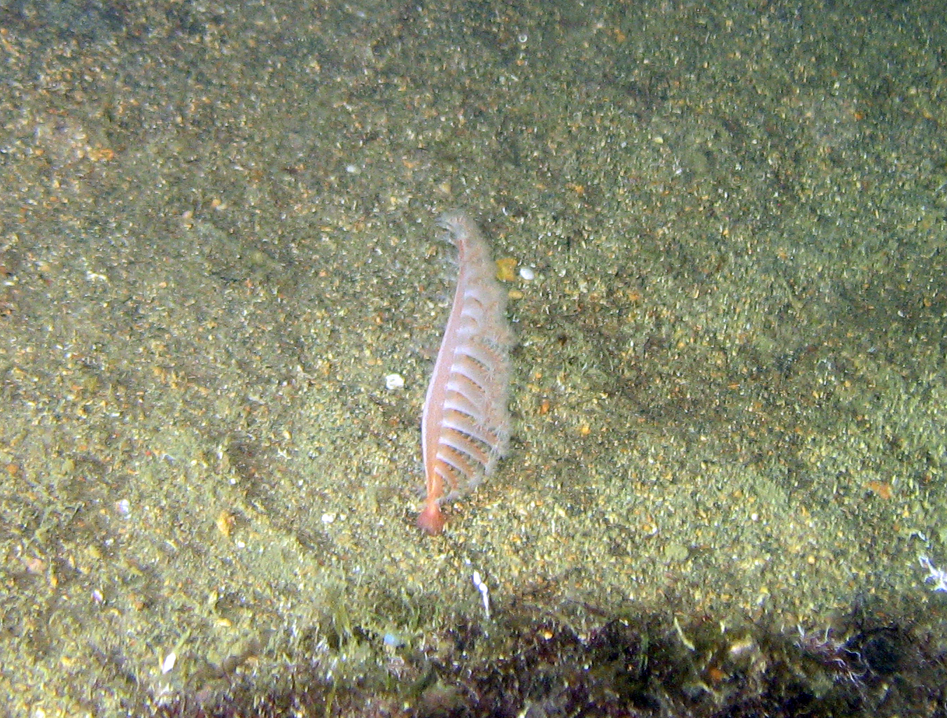 Pennatula rubra (Ellis, 1764)