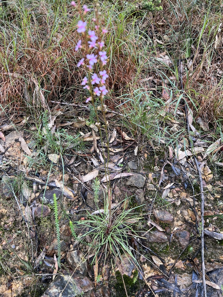 Grass Triggerplant from Fred Caterson Reserve, Castle Hill, NSW, AU on ...
