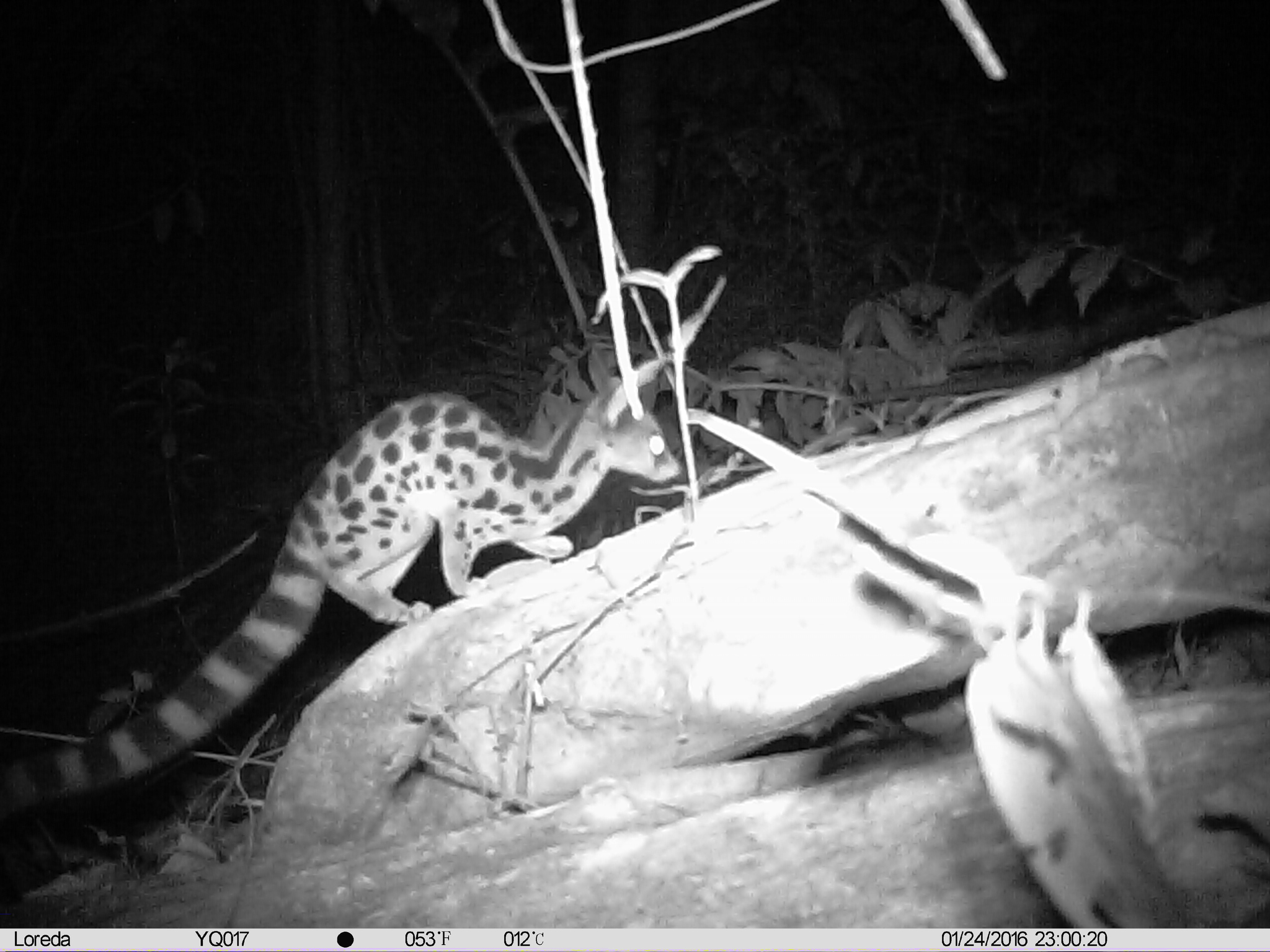 Prionodon pardicolor Hodgson, 1842