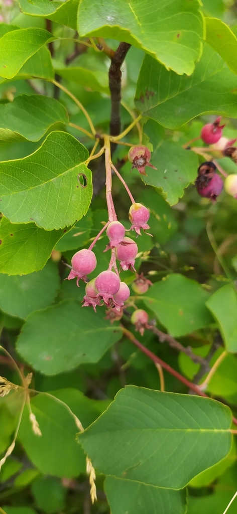 Dwarf Serviceberry from Карпинск, Свердловская обл., Россия on July 20 ...
