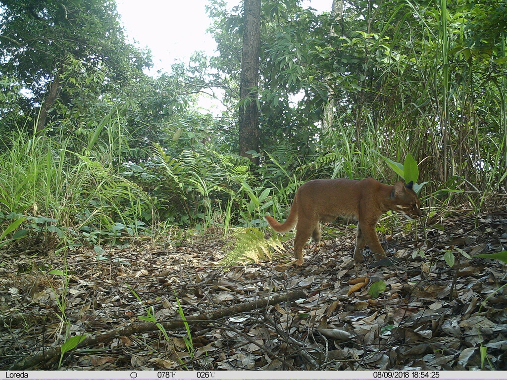 Northern Asian Golden Cat in August 2018 by 刘光裕 Liu Guangyu. 版纳植物园东南亚生物 ...