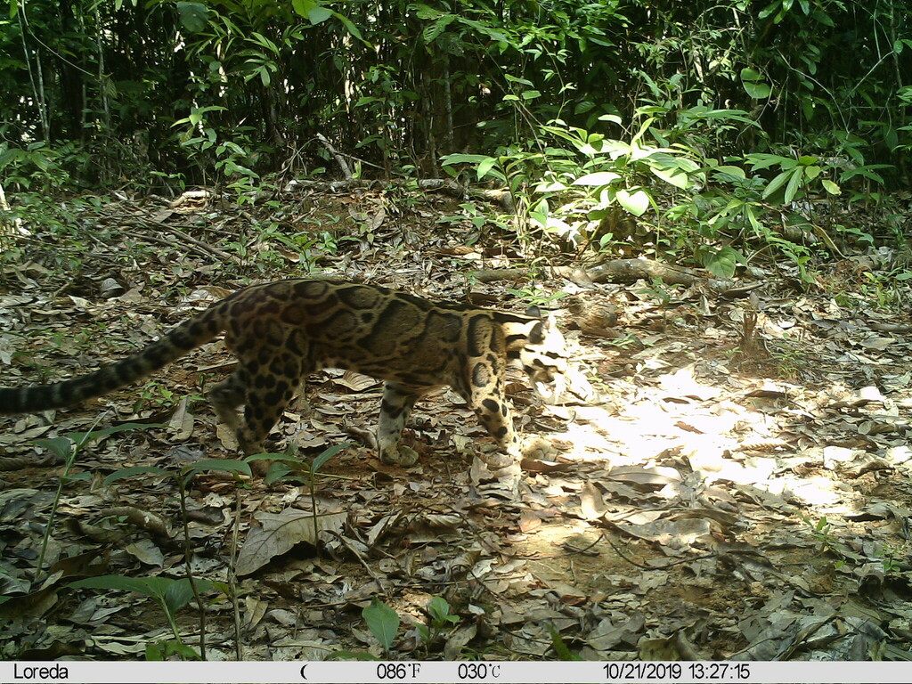 Mainland Clouded Leopard in October 2019 by 刘光裕 Liu Guangyu. 版纳植物园东南亚生物 ...