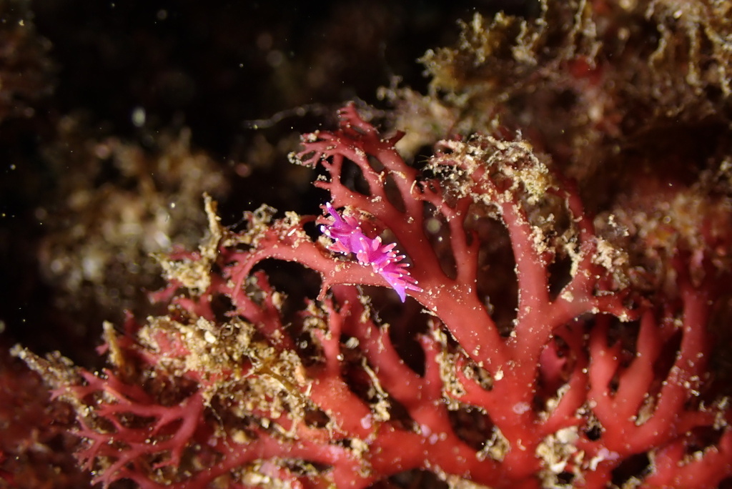 Pink Coryphella in July 2022 by Sylvie Omnès · iNaturalist