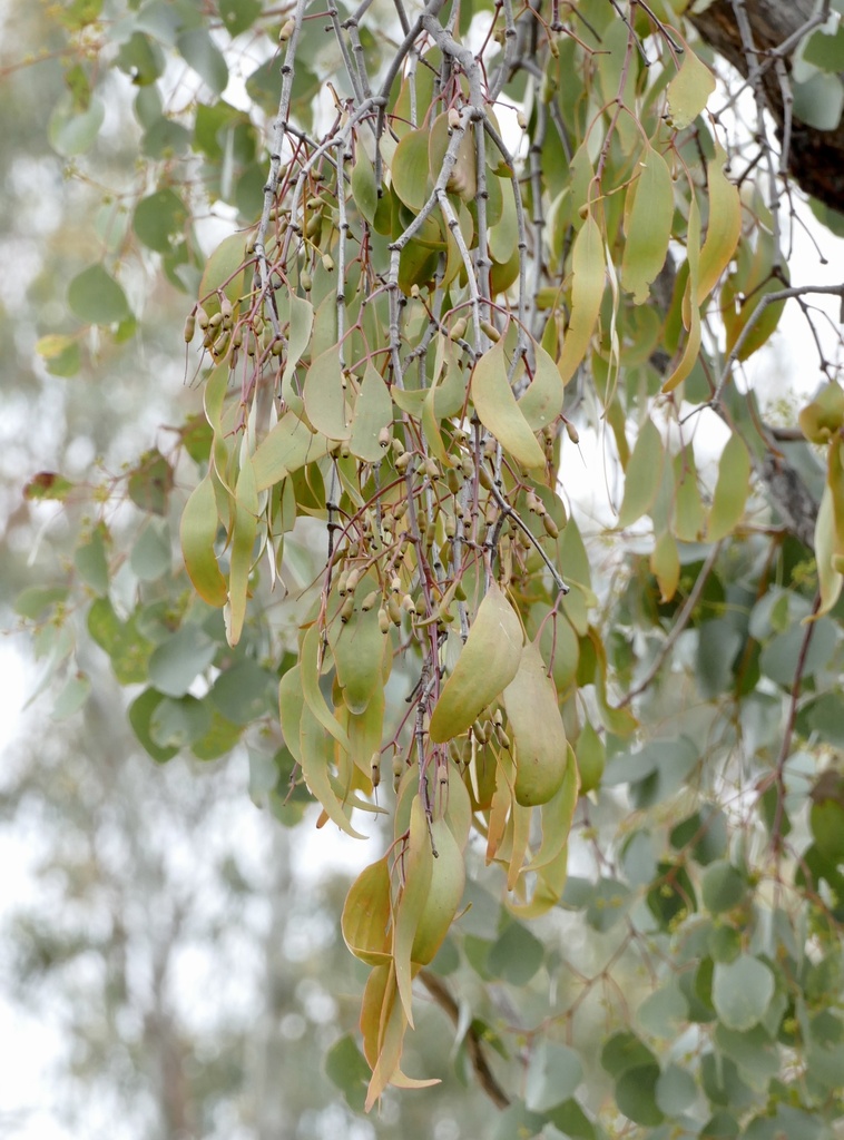 Box Mistletoe from Bilton St, Tara, QLD, AU on July 05, 2022 at 01:25 ...