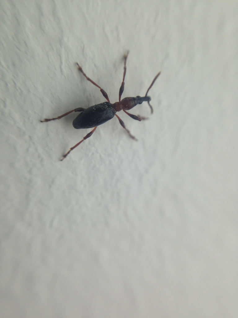 Sweet Potato Weevil from Pu'er, Yunnan, China on June 23, 2015 at 12:52 ...