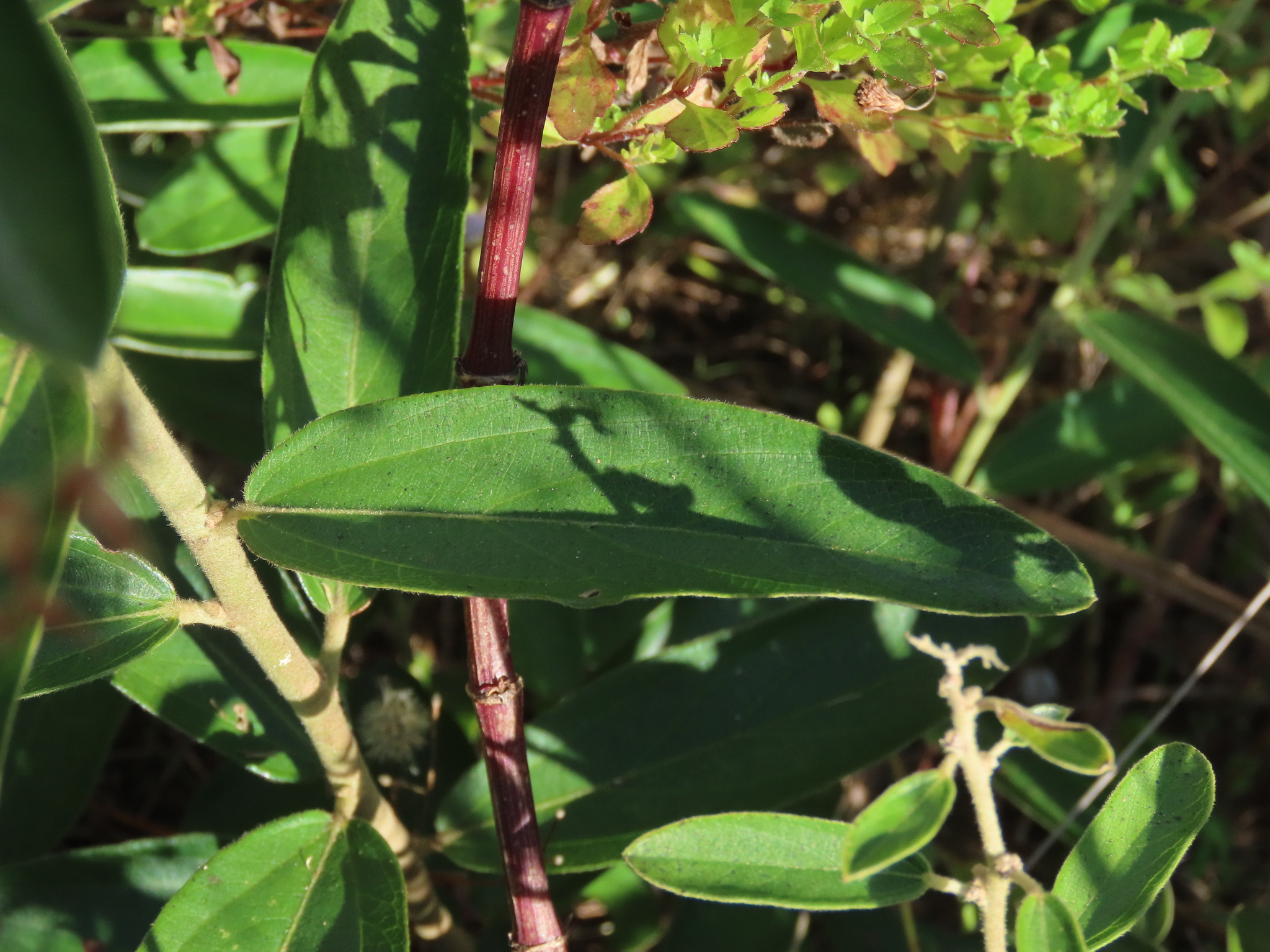 Helicteres angustifolia L.