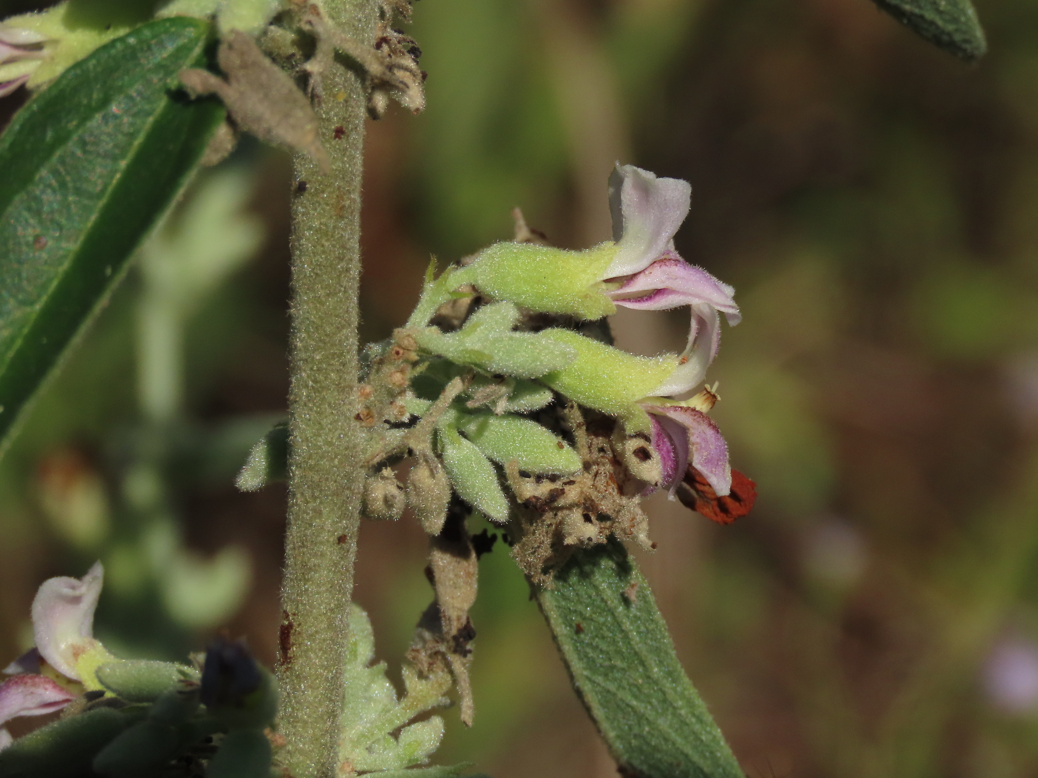 Helicteres angustifolia L.