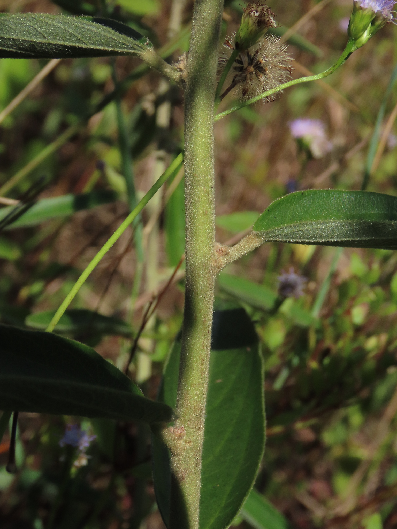 Helicteres angustifolia L.