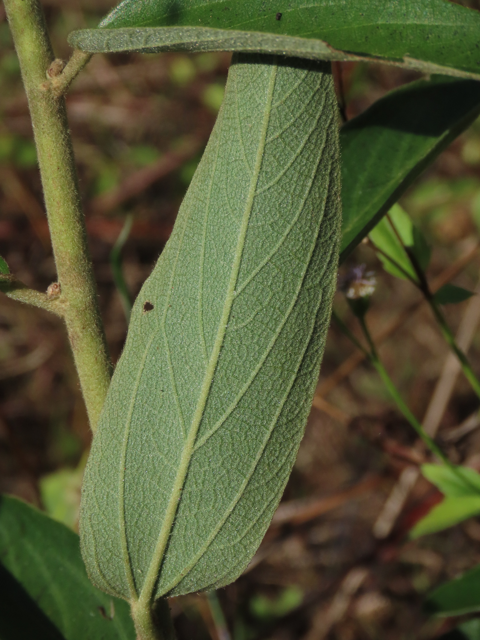 Helicteres angustifolia L.