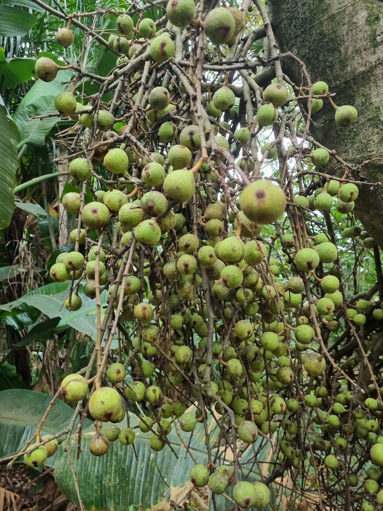 Cape Fig (Ficus sur) - Botanical Realm