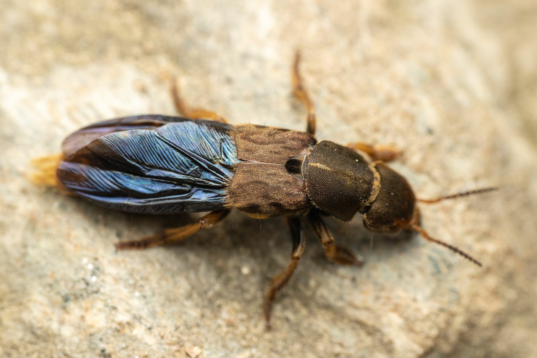 Maryland Biodiversity Project - No Common Name (Platydracus maculosus)