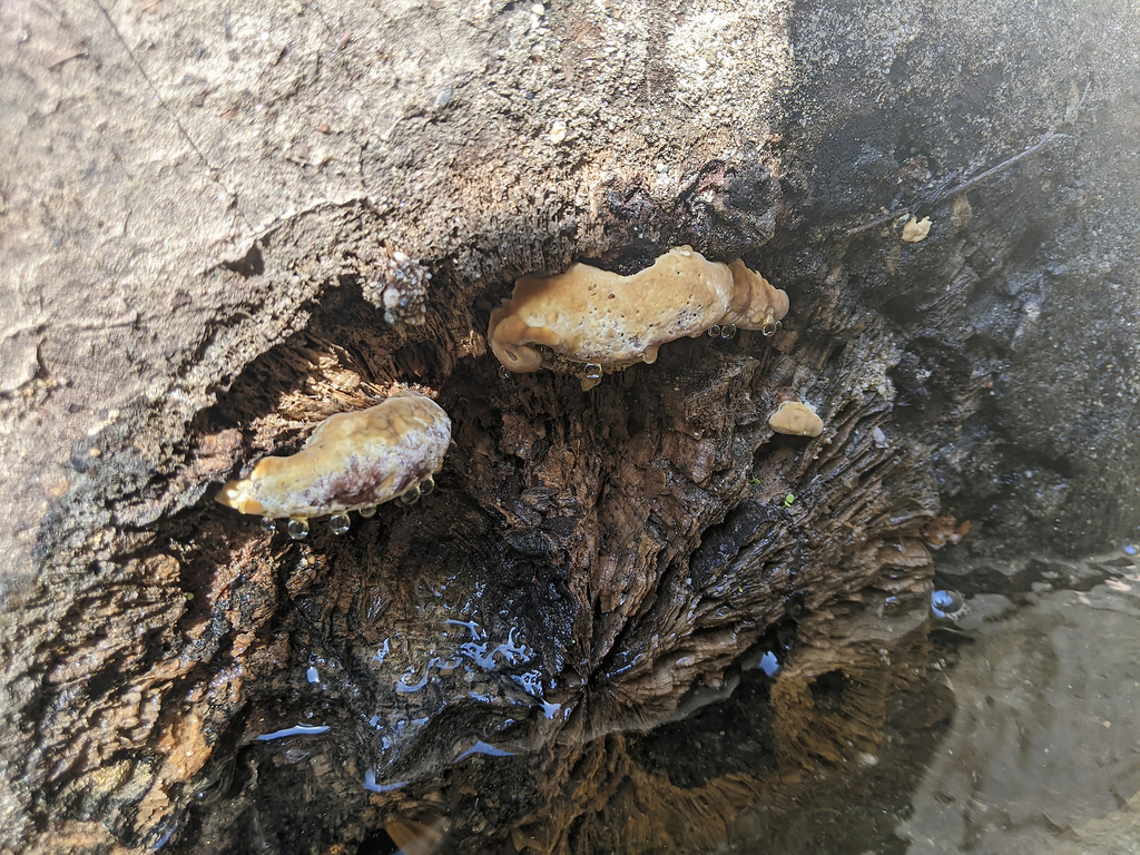 Mustard Yellow Polypore from Palm Springs, CA, USA on July 18, 2022 at ...