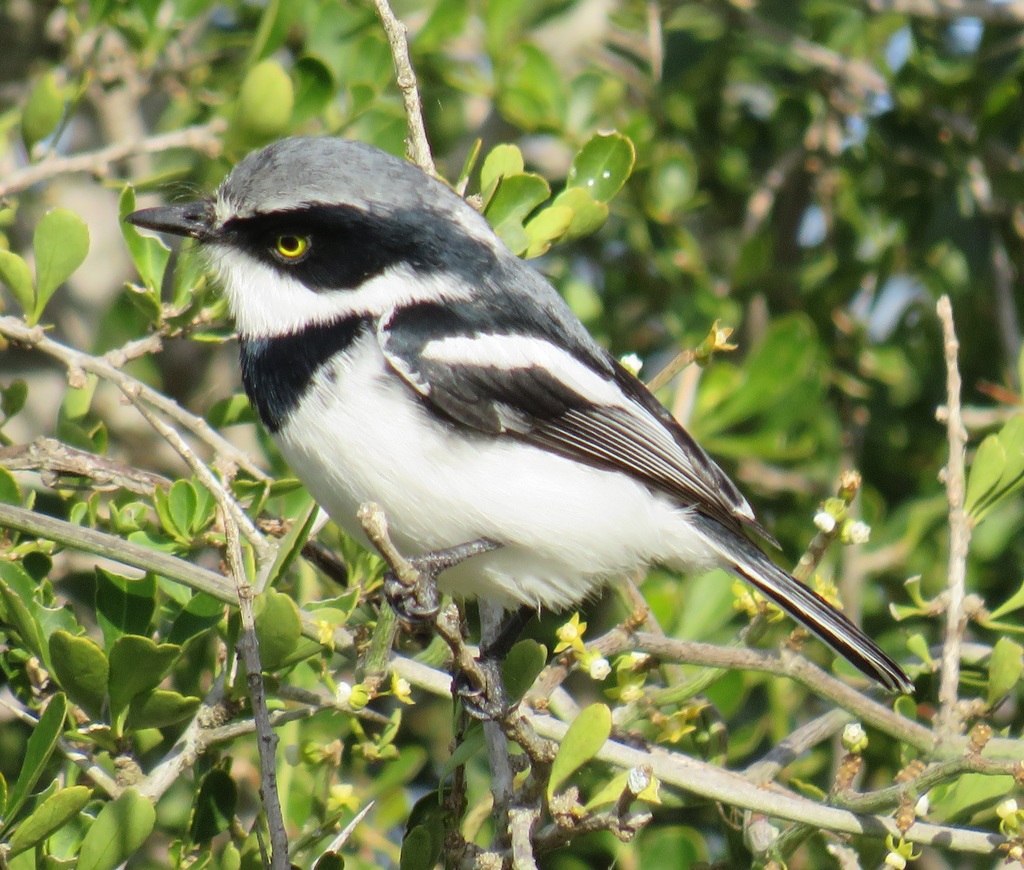 Pale Batis from Mkuze, South Africa on July 15, 2018 at 08:43 AM by ...