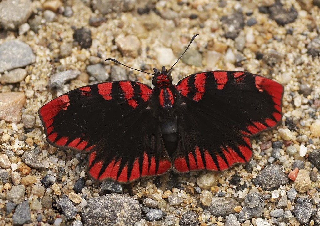 Blood Red Skipper from Manu, Peru on June 5, 2022 at 09:39 AM by ...