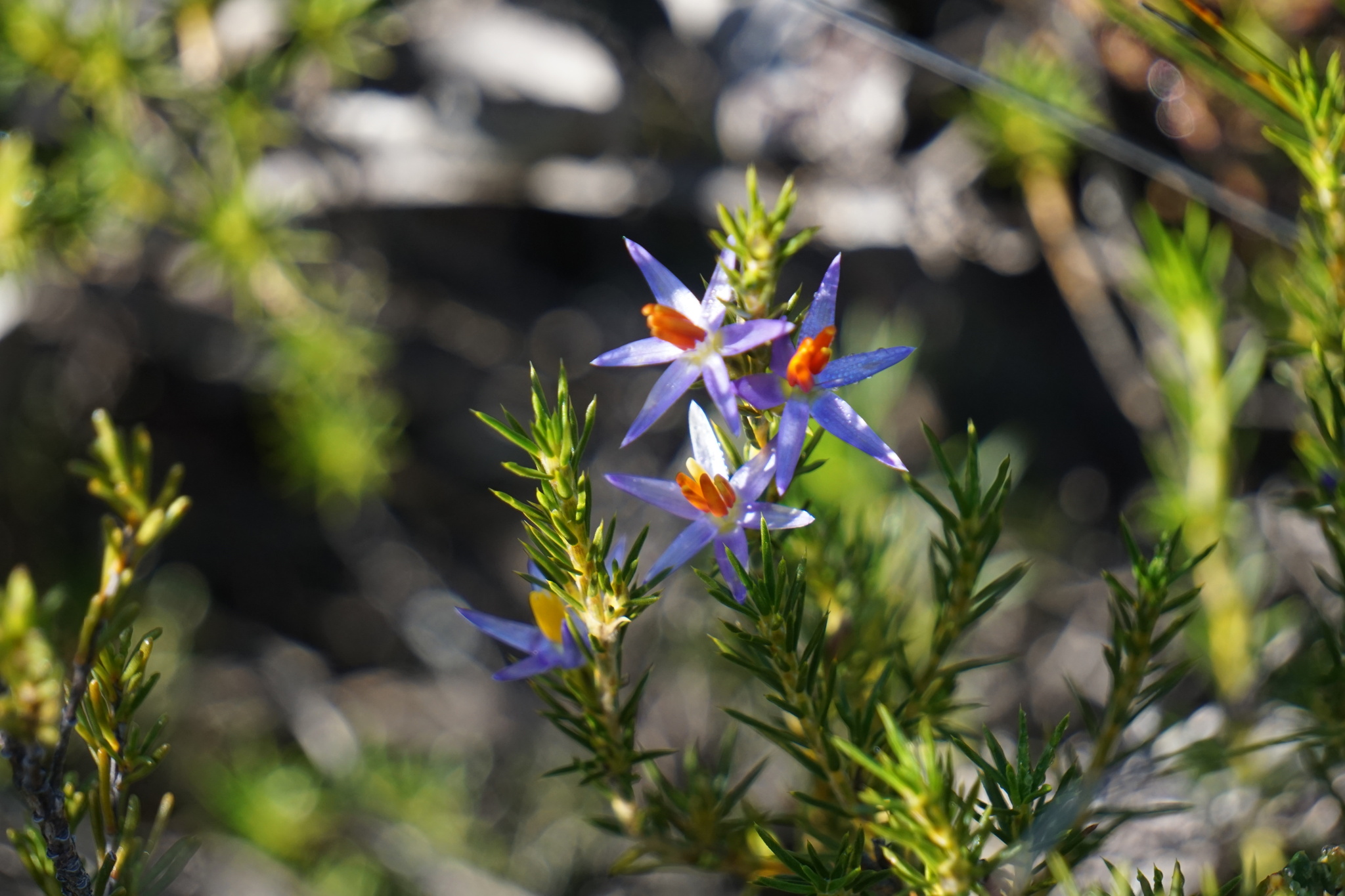 Calectasia narragara R.L.Barrett & K.W.Dixon