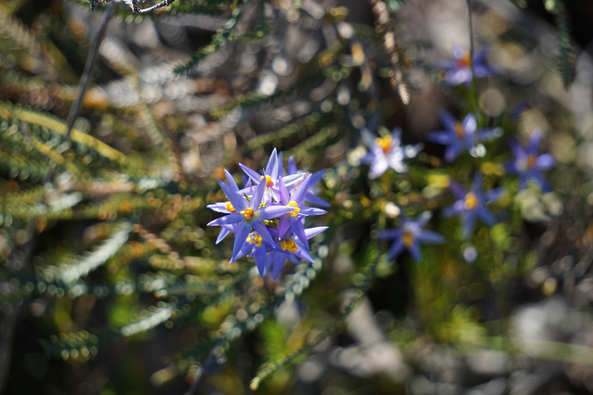 Calectasia narragara R.L.Barrett & K.W.Dixon