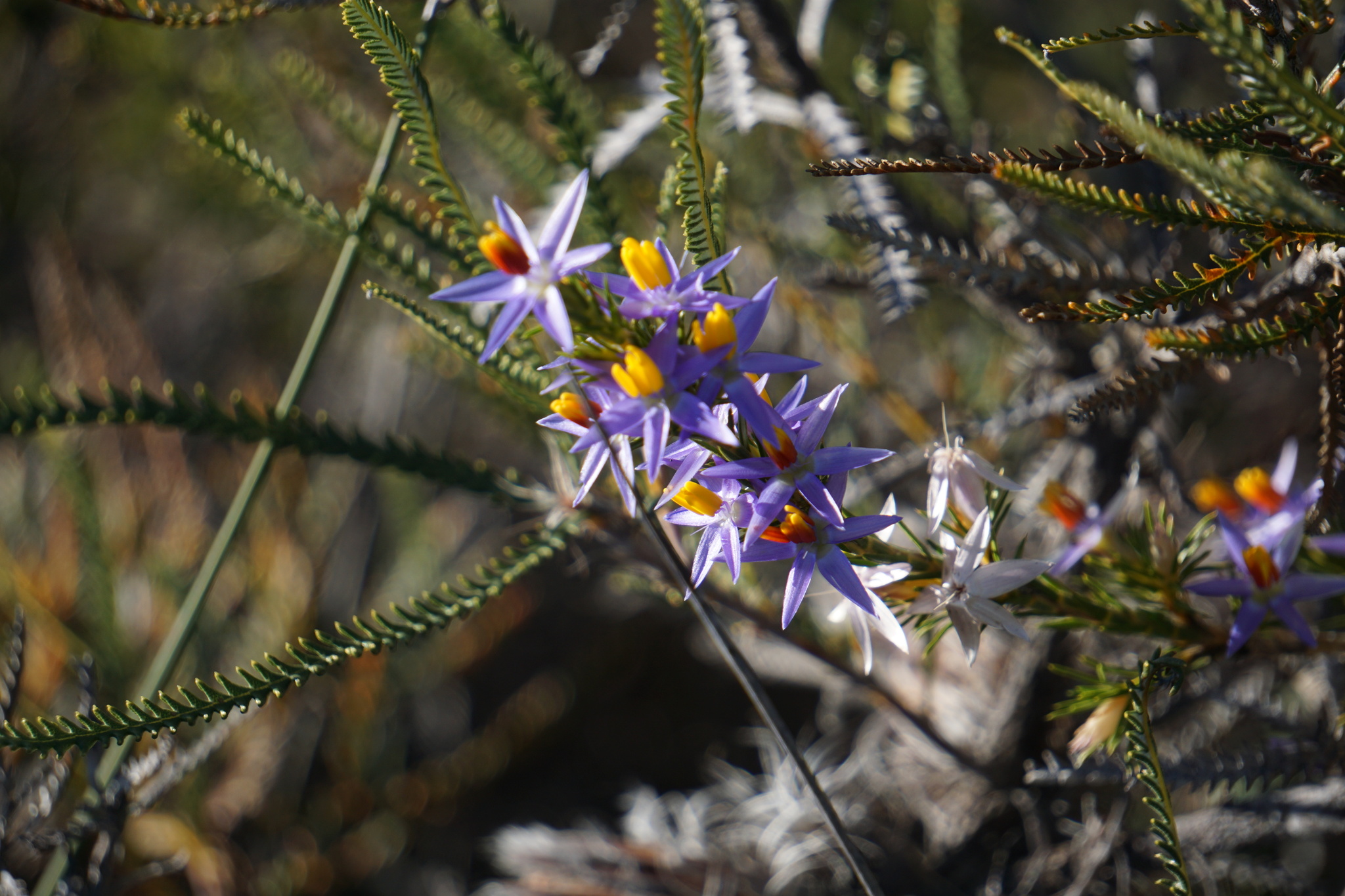 Calectasia narragara R.L.Barrett & K.W.Dixon