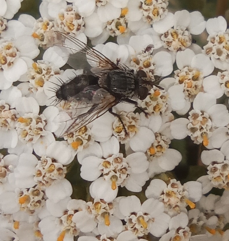 Exorista from Давыдовка on July 20, 2022 at 04:42 PM by Damian ...