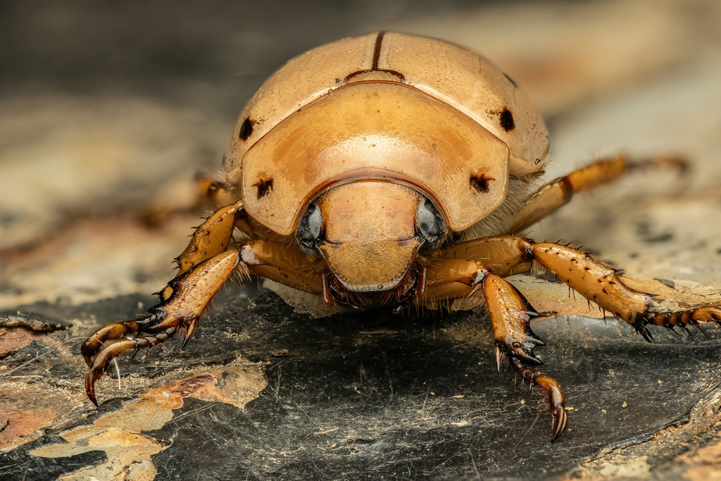 Grapevine Beetle from Wilmett Road, MD, USA on July 01, 2022 at 10:35 ...
