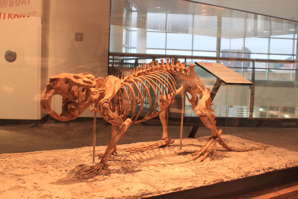 Giant Beaver (Castoroides ohioensis) - Know Your Mammals